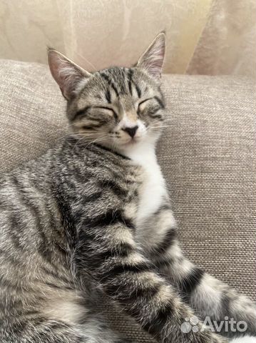 Кошка (котенок)