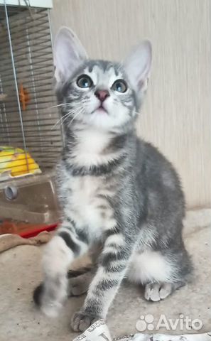 Котёнок в добрые ручки