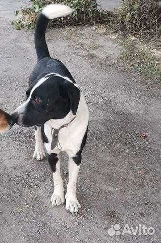 Собака потерялась чья