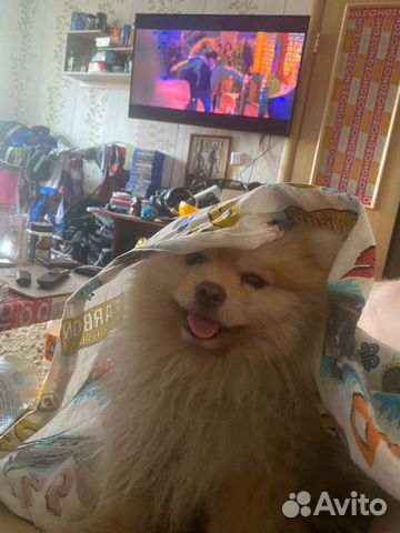 Шпиц померанец вязка