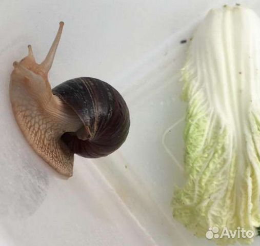 Улитки Ахатины бесплатно