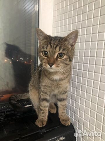 Ириска ищет дом