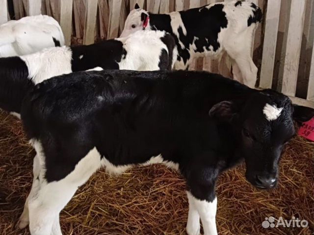 Бычки телята