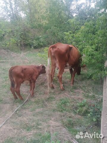 Продам бычка и корову