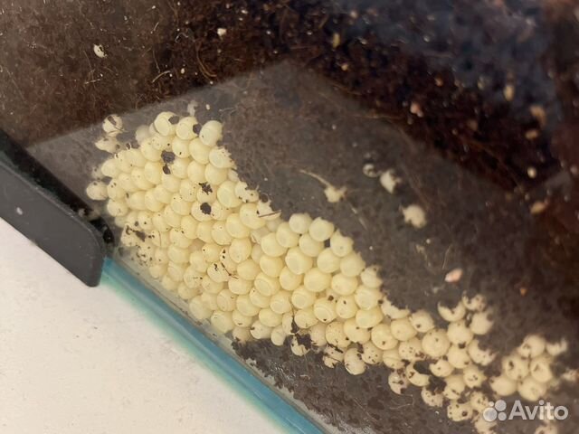 Яйца улиток ахатин и улитки с аквариумом