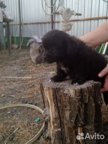 Щенки от мамы пекинеса отдам в хорошие руки