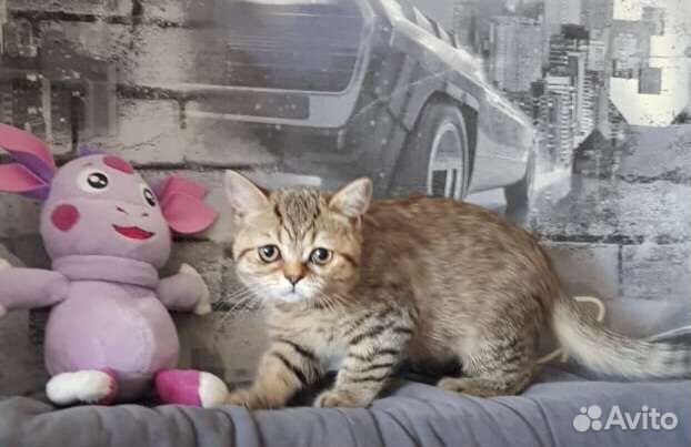 Шотландский котик 4мес