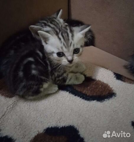 Шотландские вислоухие котята