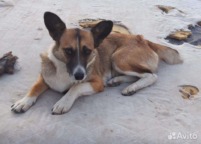 Собака в добрые руки