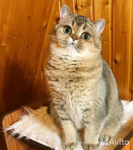 Шотландская кошка страйт