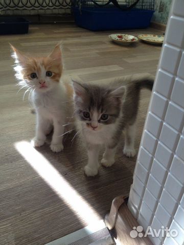 Котёнок Филя