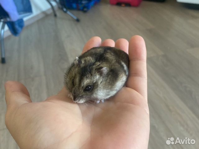 Джунгарский хомяк
