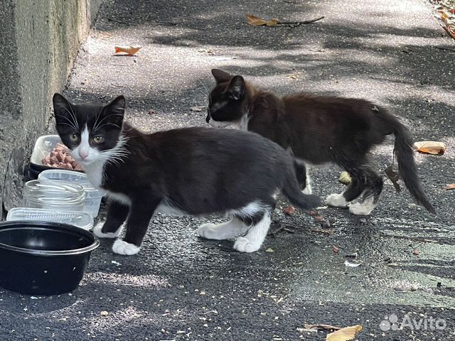 2 чёрных котика Феликса в добрые руки