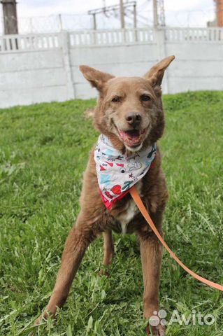 Я умру так и не поняв что такое быть домашней