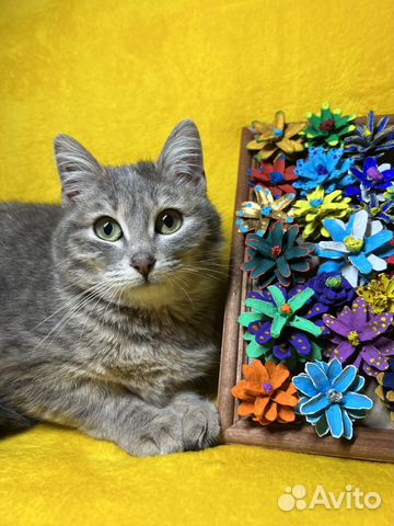 Котенок 3мес девочка ищет дом