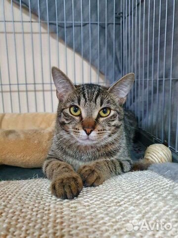 Котенок подросток - девочка в дар