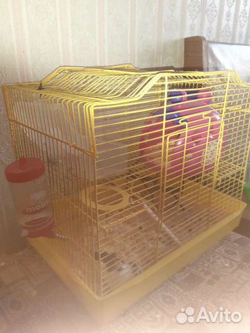 Джунгарский хомяк Джони