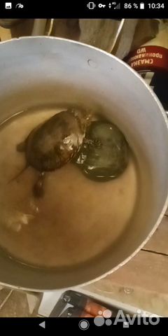 Черепашка сухопутная