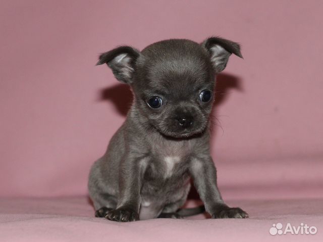 Девочка чихуахуа мини редкого окраса