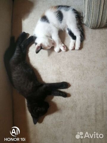 Кошка и котята в дар