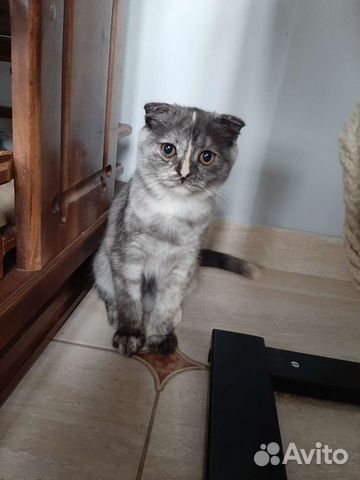 Шотландская вислоухая кошка