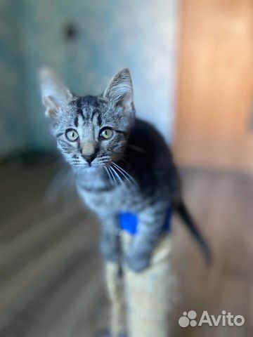 Супер котенок Гонзик