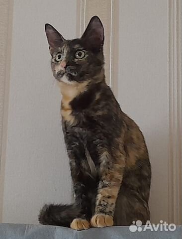 Маргоша ищет дом