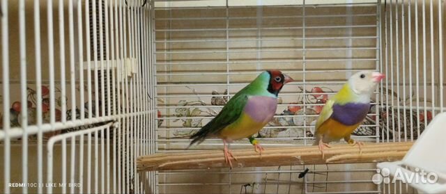 Амадина гульда