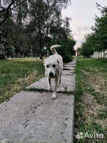 Алабай девочка