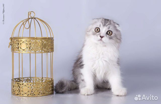 Шотландские вислоухие котята