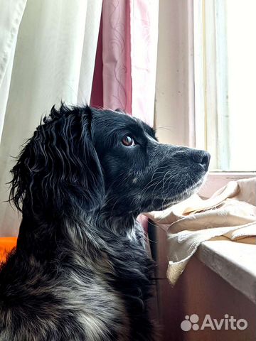 Ищем невесту )