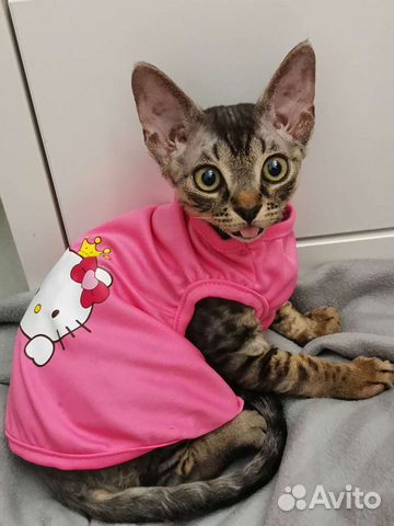 Котята девон-рекс