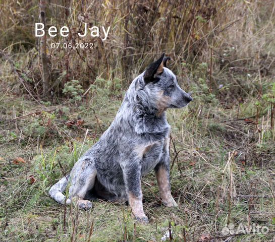 Австралийский хилер