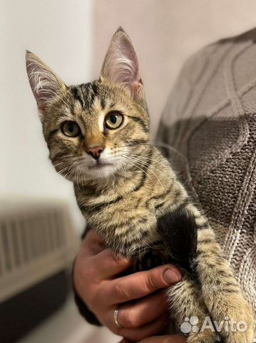 Лопоухий котенок Тигра, 5 месяцев