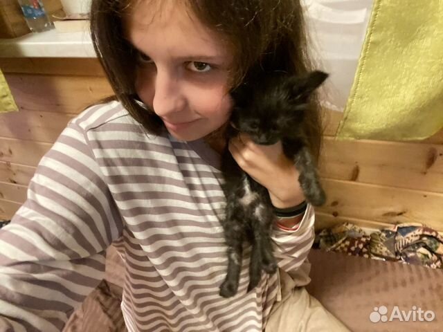 Котёнок 1 месяц (девочка)