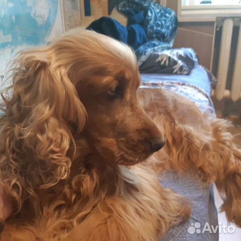 Кокер спаниель Английский