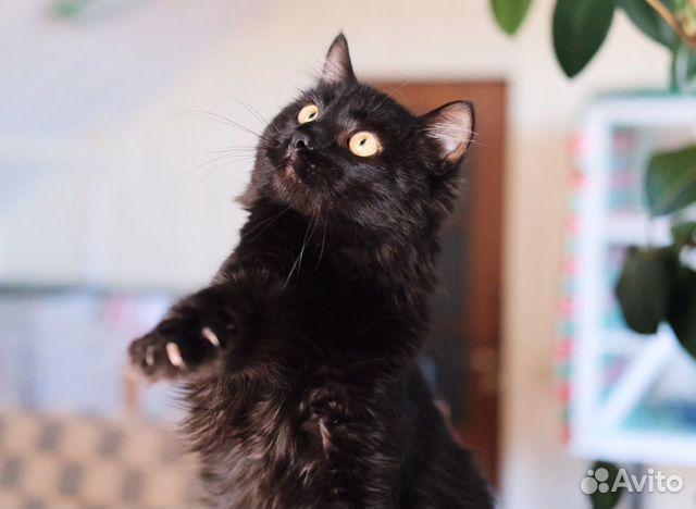 Чёрный кот 9 мес, брутальный котик