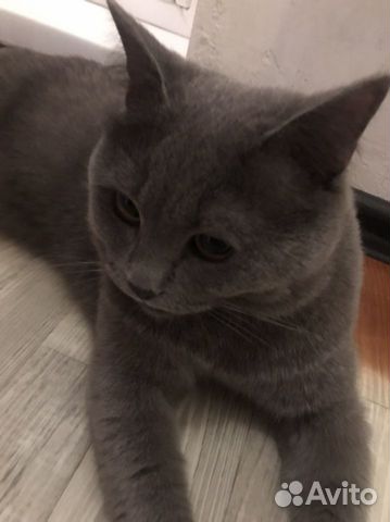 Британский кот