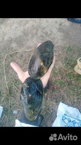 Ракушка перловица
