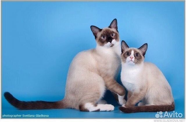 Продажа Кошек породы Сноу-шу