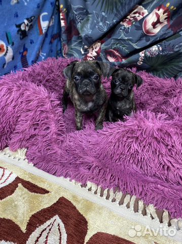 Тигровые мопсята