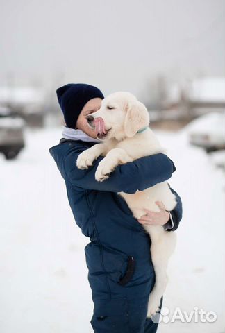 Золотистый ретривер щенок