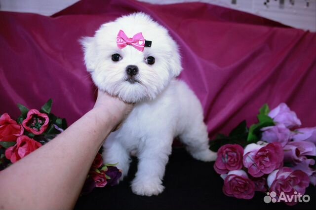 Очень красивая девочка мальтезе 2,5 мес