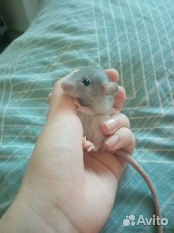 Крысенок в добрые лапки