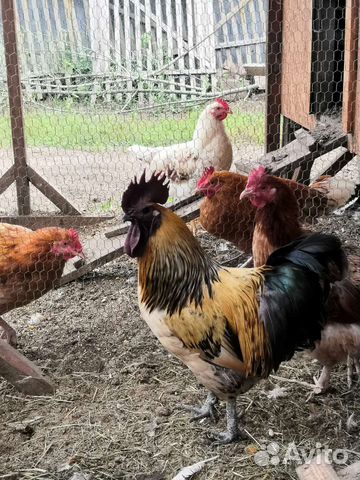 Курочки Лакедандзи 6+1