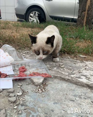 Очень красивый котенок пропадает на улице