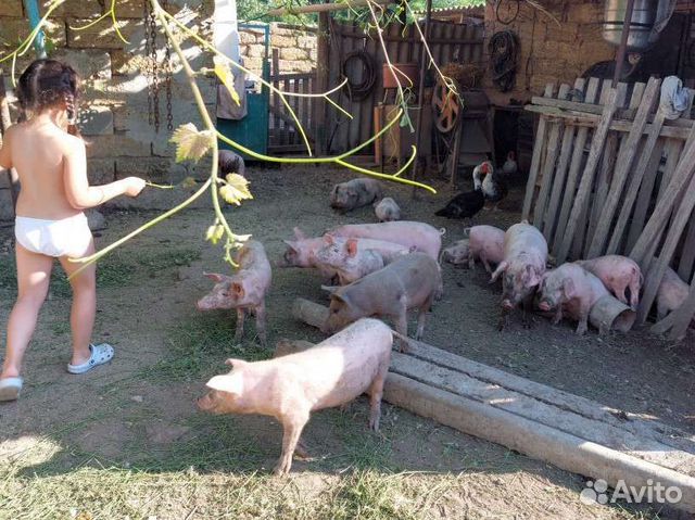 Поросята