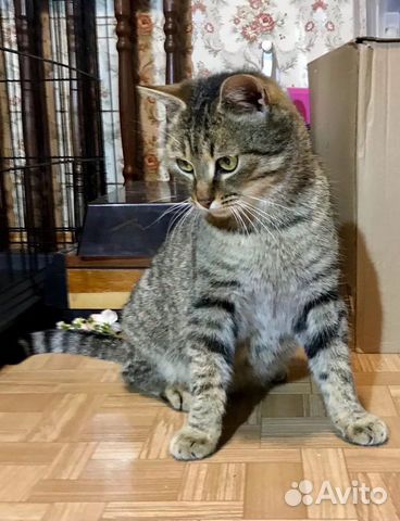 Кот давно сидит один