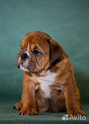 Рыжая бульдожка