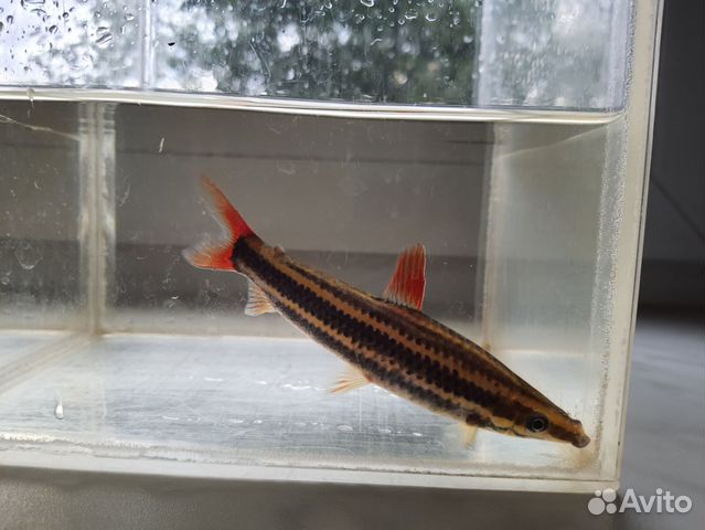 Аностомус и отсадники